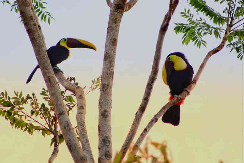Toucans in a Tree by Rivka Schafer - Photography - jGirls+ Magazine